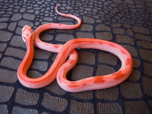 Fire Corn Snake